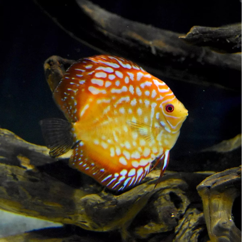 Discus Buffer 250gr Ajustador Ph Peces Disco Acuario Peces